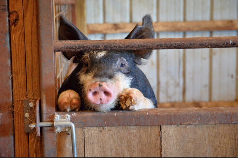 'What do you do with these pigs?' Inside Missouri hog farmers ...
